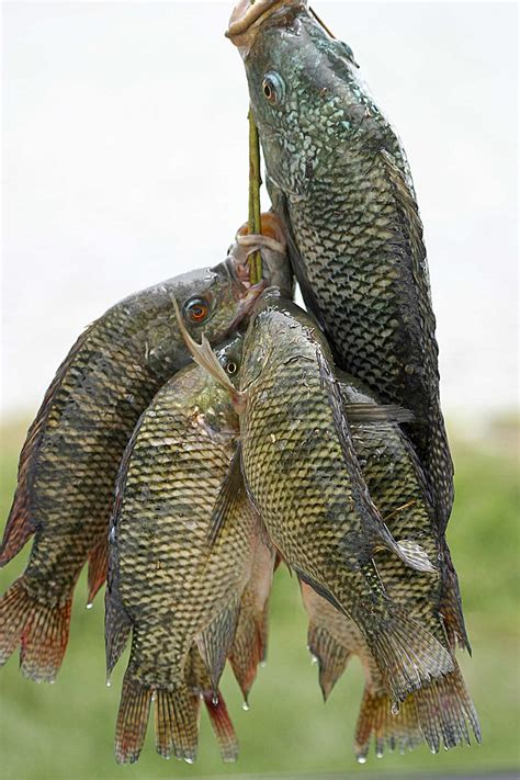 Tilapia Verzamelnaam Wikipedia
