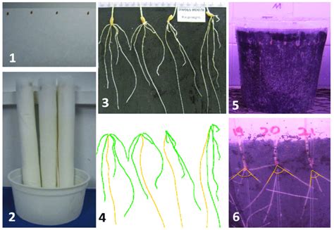 Experimental Setup For Root System Architecture Analysis First Seeds
