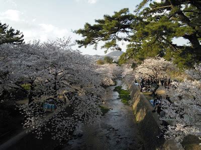 Wildflowers Under The Cherry Tree