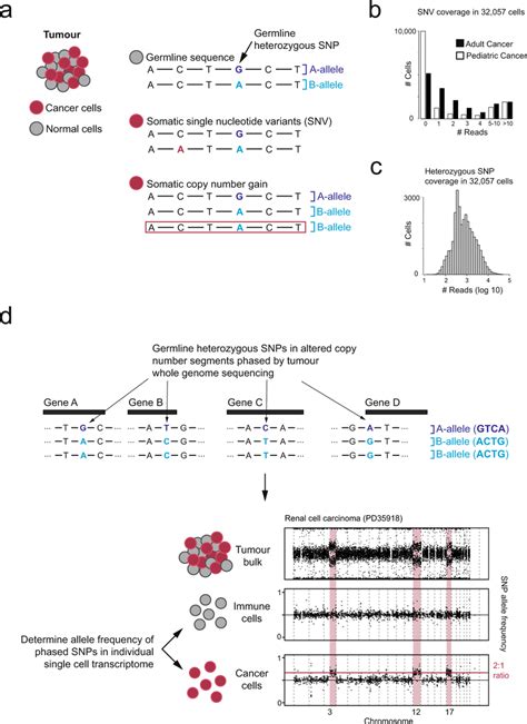 Overview Of Different Approaches To Identifying Cancer Derived Cells A Download Scientific