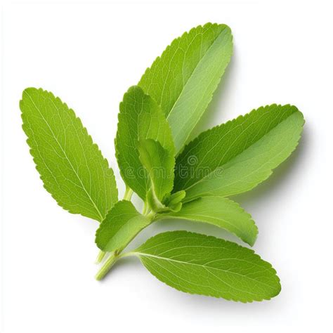 Fresh Stevia Leaves Ai Generate Stock Illustration Illustration Of