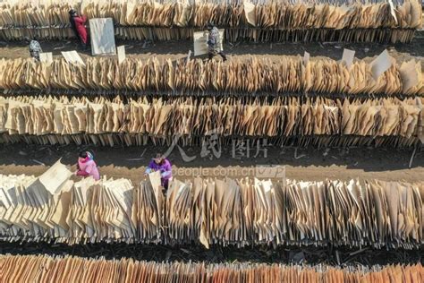 江苏泗阳：板材加工助增收 人民图片网
