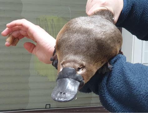 Platypus Population Werribee River Association