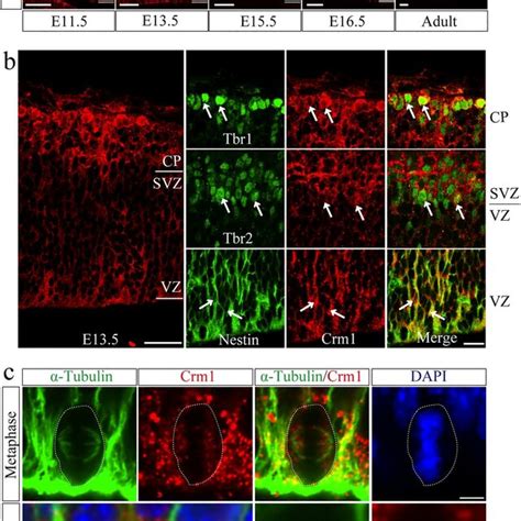 Crm1 Is Expressed In The Developing Cerebral Cortex A Brain Sections Download Scientific