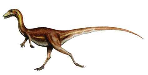 Dinosaur Info Procompsognathus