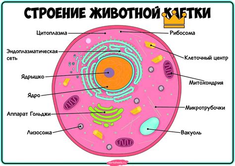 Изучаем Строение Животной Клетки Рисунок С Обозначениями Рисунки для