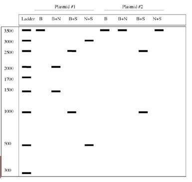 Solved Please Draw A Restriction Map For Plasmid 2 Chegg Com