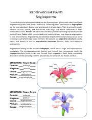 Lab Exercise 31 Plant Kingdom Seeded Vascular Plants Angiosperms 1