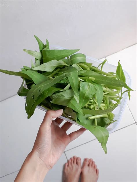 9 Manfaat Kangkung Bagi Kesehatan Menyehatkan Ginjal Dan Jantung