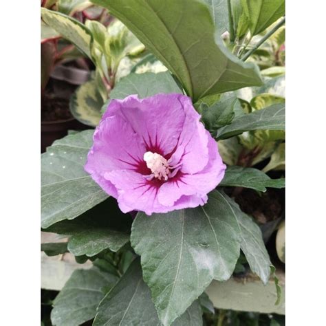 Rose Of Sharon Gumamela Flowers Luzon Only Shopee Philippines