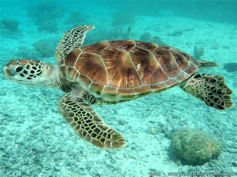 Tortue De Mer Vacances Arts Guides Voyages