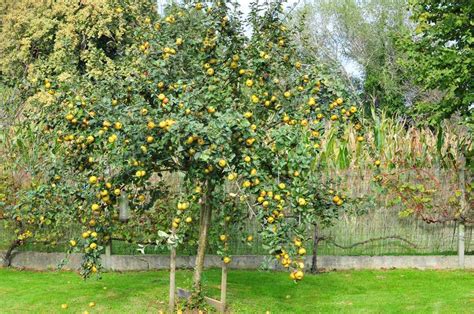 Quel Arbre Fruitier Planter Dans Un Sol Argileux Conseils