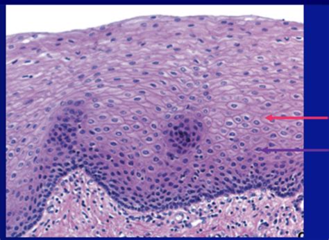 Intro To Histology Epithelium Flashcards Quizlet