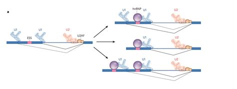 Alternative Rna Splicing In Evolution Jon Lieff Md