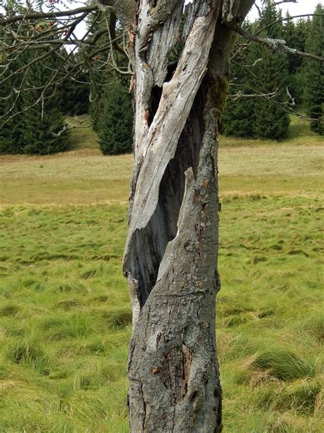 Nature Tree Hollow Free Photo On Pixabay Pixabay