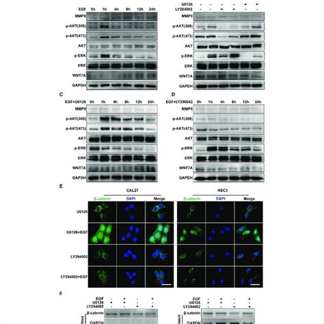 Schematic Model For The Egf Mediated Migration Regulation In