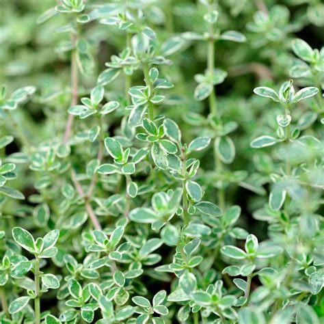 Silver Edge Thyme Clovers Garden