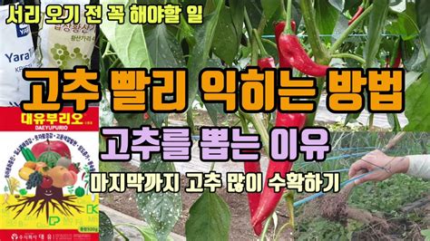 서리내리기전 고추를 빨리 붉게하는 방법 늦게까지 고추 수확하는법과 붉게 익히는 고추비료의 종류와 고추엽면시비 방법 고추대를 뽑는
