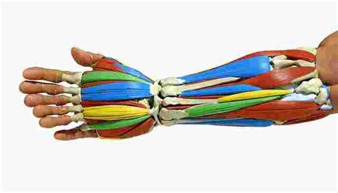 Extensor Retinaculum Compartments And Function
