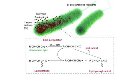 Color Online Schematic Image To Explain The Bactericidal Effect Of Go