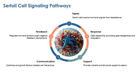 Top 10 Anatomy Of Female Reproductive System Powerpoint Presentation Templates In 2026