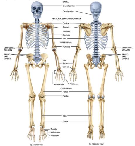 Chapter 8 The Appendicular Skeleton Flashcards Quizlet