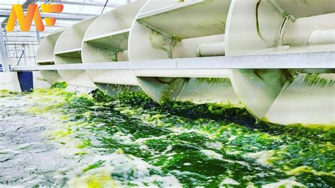 Microalgae Cultivation Technology । Modern Spirulina Harvesting