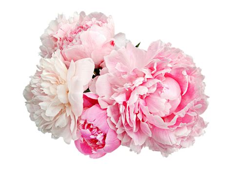 粉色牡丹鲜花1