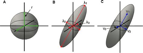 Principles Of Diffusion Isotropic A Diffusion And Restricted