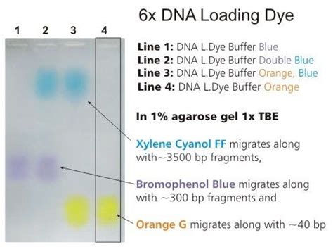 Dna Agarose Gel Loading Buffer Recipe Bryont Blog