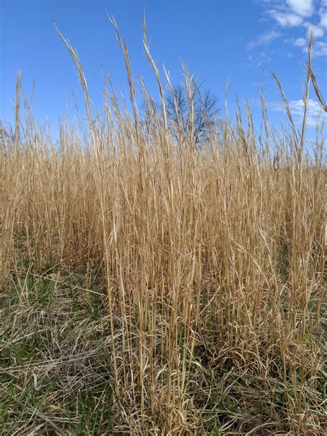 Sow Wild Natives Broomsedge Andropogon Virginicus