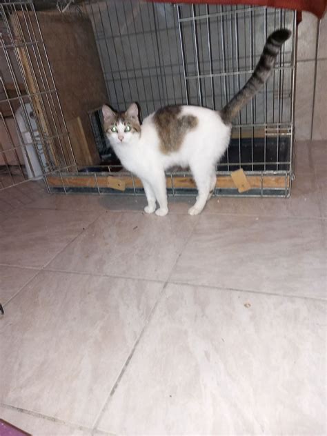 Léna Jolie Minette De 2 Ans Câline Vie En Appartement Lui Convient