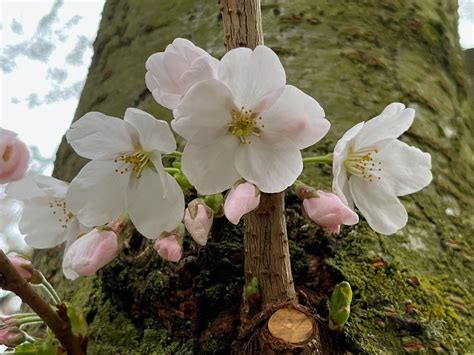 Predicting Uws Hottest Attraction Using Cherry Blossom Models — Fieldnotes