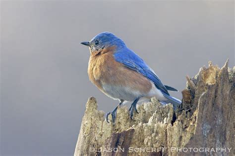 eastern bluebird birdforum