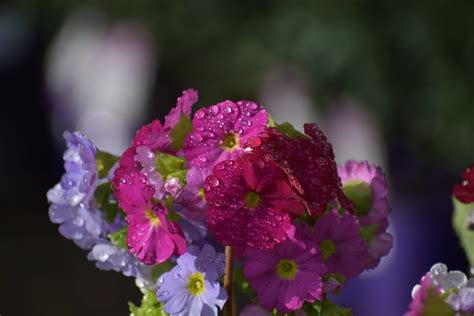 Lee Rowans Gardenworld