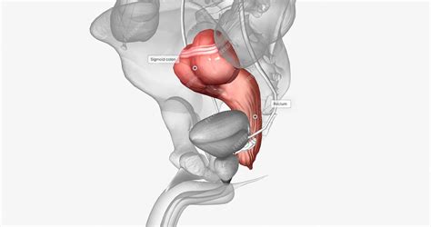 Premium Photo The Last Two Sections Of The Large Intestine Or Colon