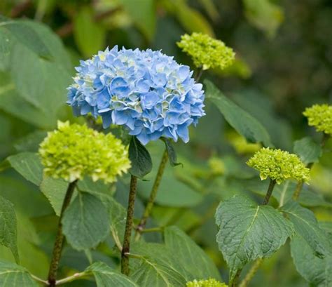 Hydrangea