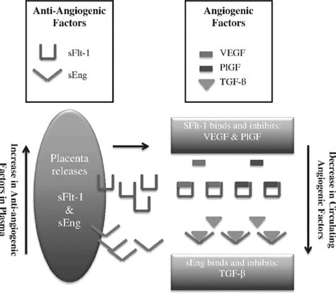 Current Understanding Of Angiogenic And Antiangiogenic Factors In