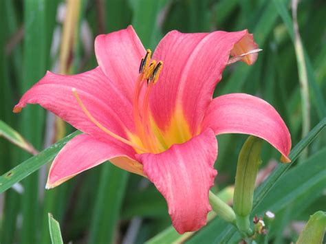 밝은 분홍색 꽃 릴리 식물 데이 Pixabay의 무료 사진 Pixabay