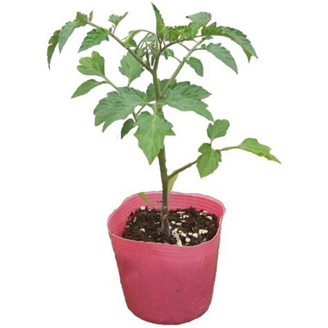 【予約苗】野菜苗 中玉トマト フルティカ 接木苗 1potセット【納期指定不可】 【登録品種名タキイミディ195】【登録番号17213