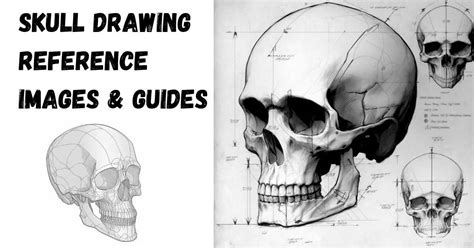 Drawing Head Anatomy At Elijah Topp Blog