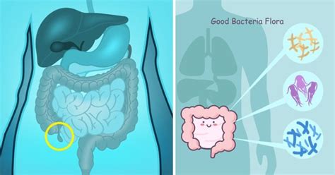 Scientists Have Finally Discovered What The Appendix Does And It S Pretty Amazing David