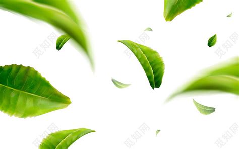 绿色卡通手绘草地草坪草原叶子花草植物元素PNG素材下载 觅知网