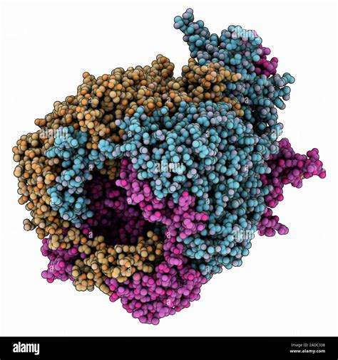 Chimpanzee Adenovirus Coat Protein Hexon Computer Model Showing The Trimeric Structure Of The