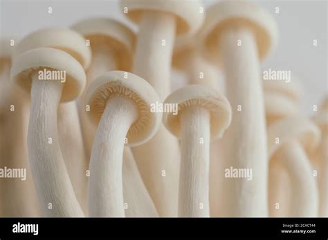 Spore Che Producono Funghi Immagini E Fotografie Stock Ad Alta