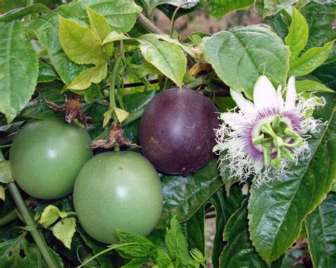 Passion Fruit Varieties Characteristics Types Benefits And Complete Cultivation