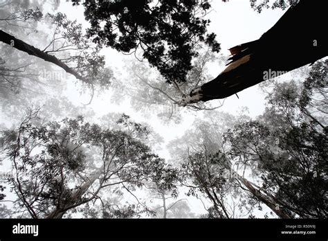 Trees In A Fog Stock Photo Alamy