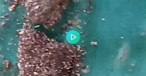 Rust Bug  On Imgur
