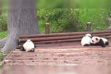 当猫咪遇上熊猫，偷偷地靠近看了一眼，整只喵都蒙掉了！猫咪熊猫
