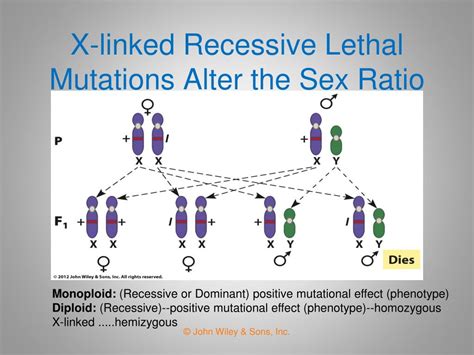 Ppt Chapter 13 Mutation Dna Repair … Powerpoint Presentation Free
